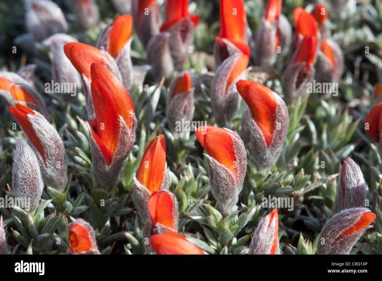Mata guanaco (Anarthrophyllum desideratum var. desideratum) close-up of ...