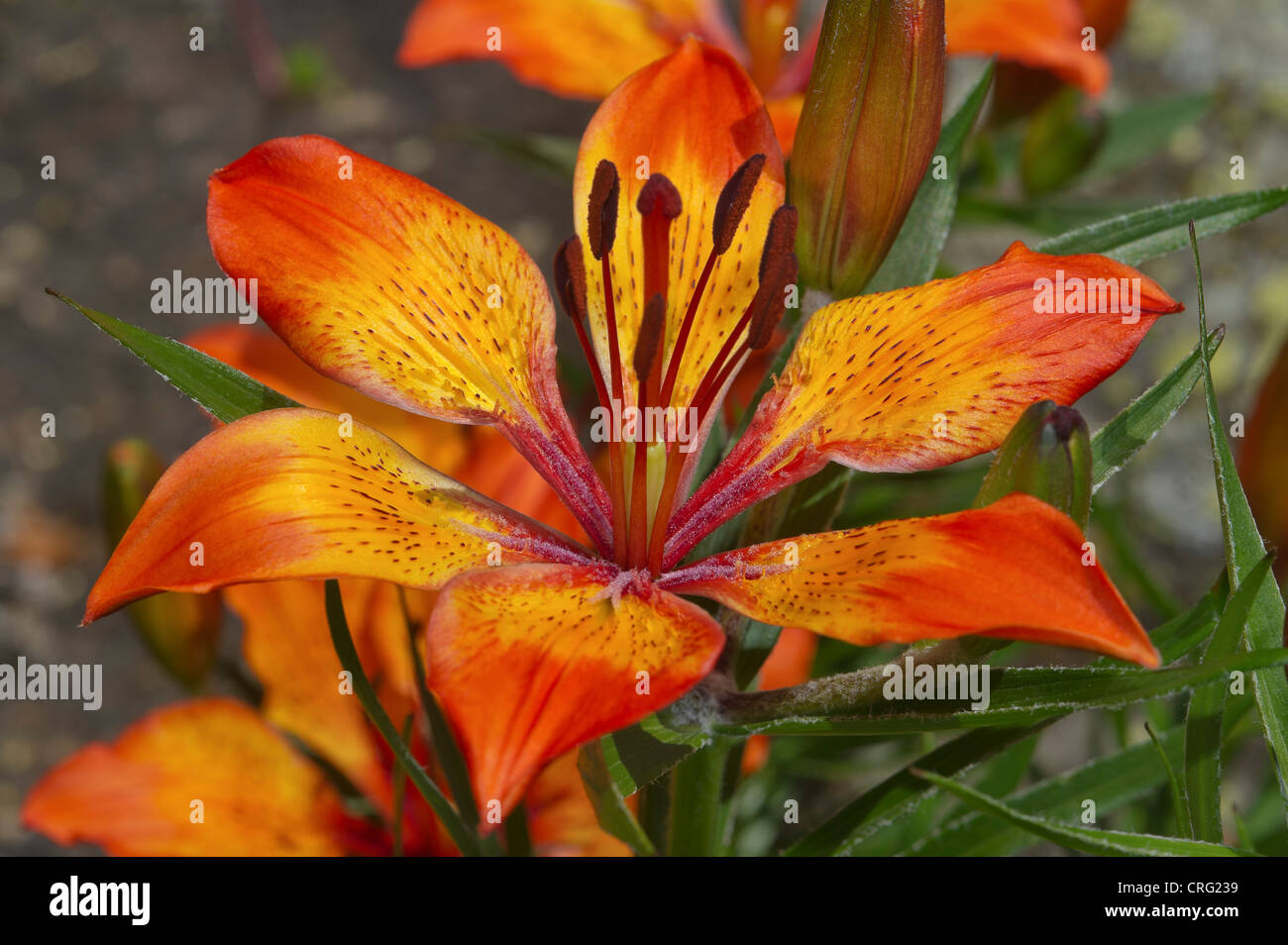 Lilium bulbiferum hi-res stock photography and images - Alamy
