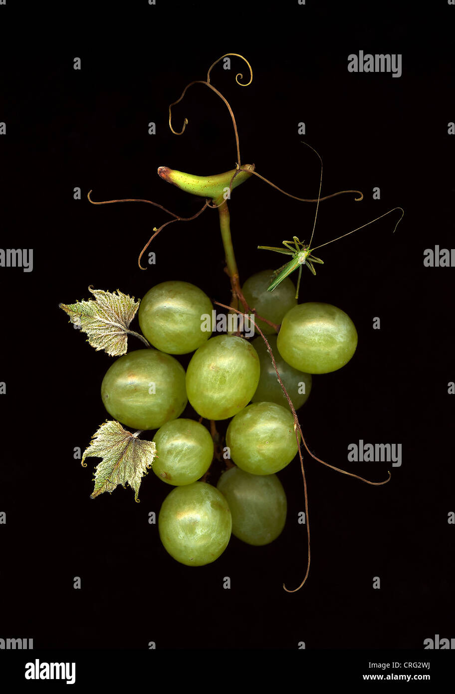 Cricket vine hi-res stock photography and images - Alamy
