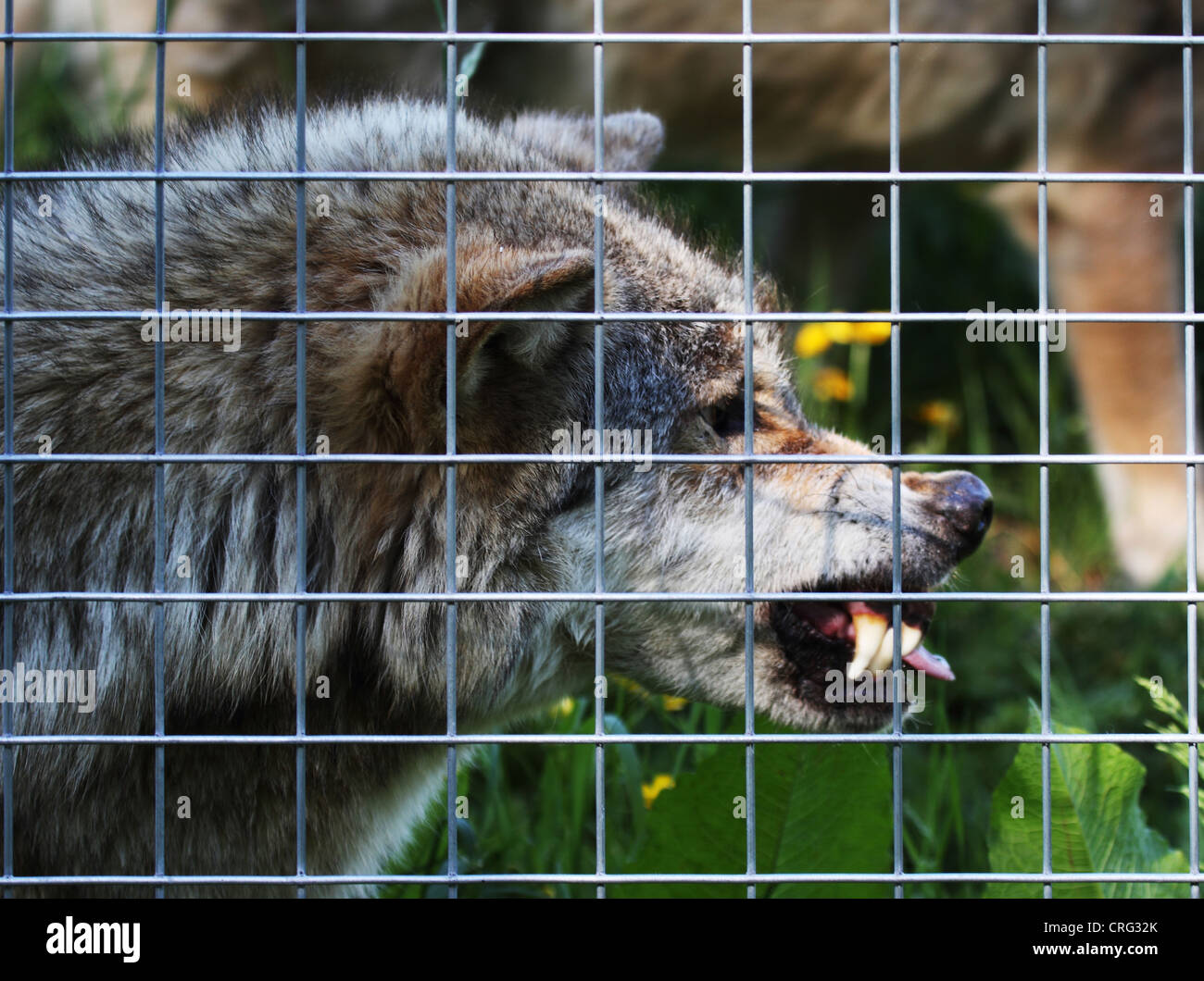 Wolf showing anger through fence Stock Photo - Alamy