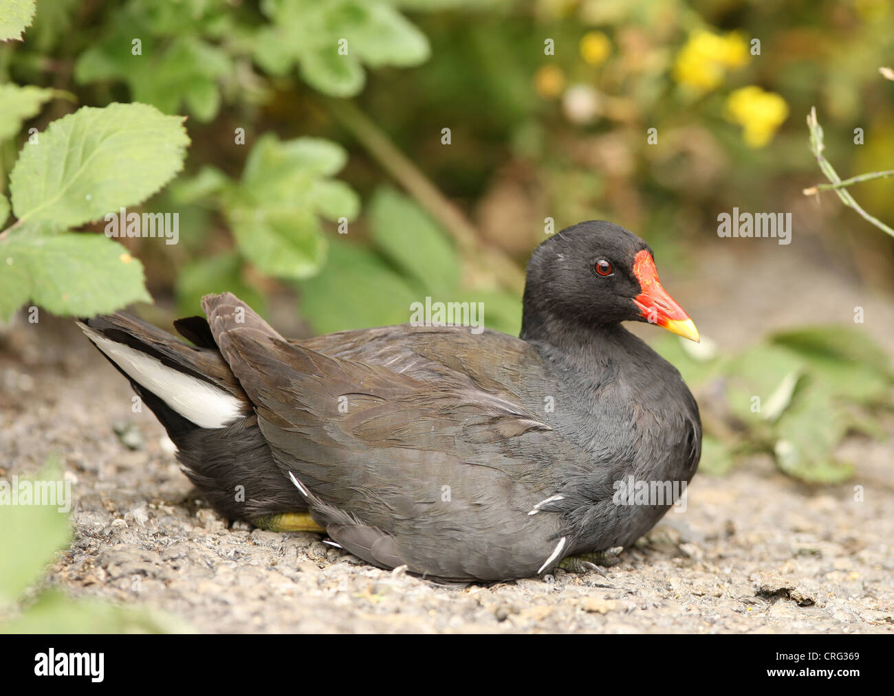 Portrait of a Moorhen Stock Photo - Alamy