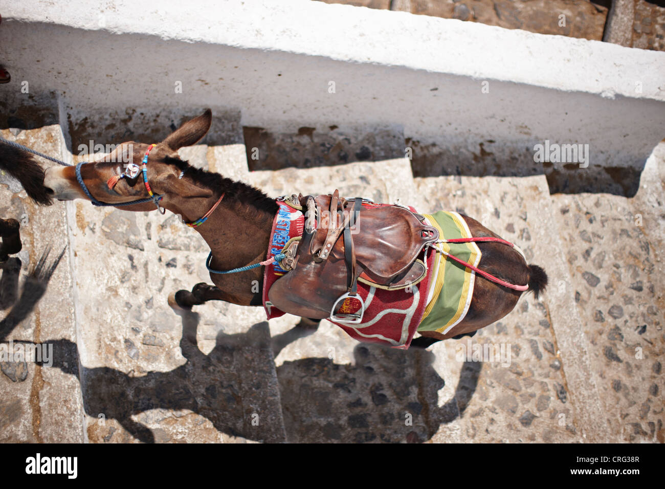 Horse with saddle climbing staircase Stock Photo - Alamy