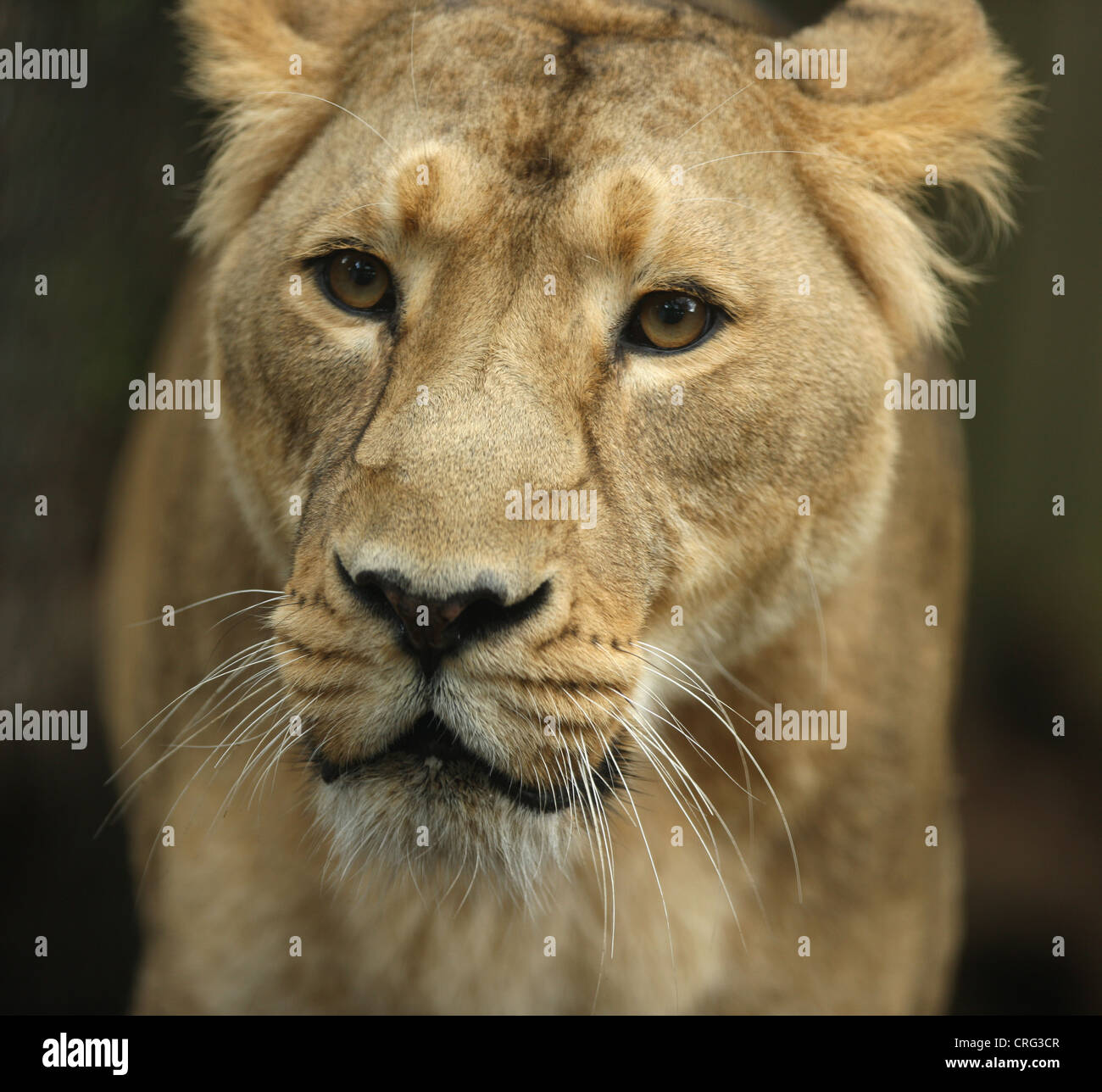 Asian carnivore hi-res stock photography and images - Alamy