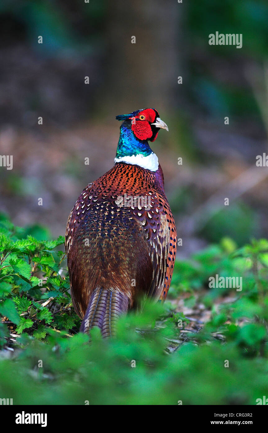 The back view of a cock pheasant UK Stock Photo - Alamy