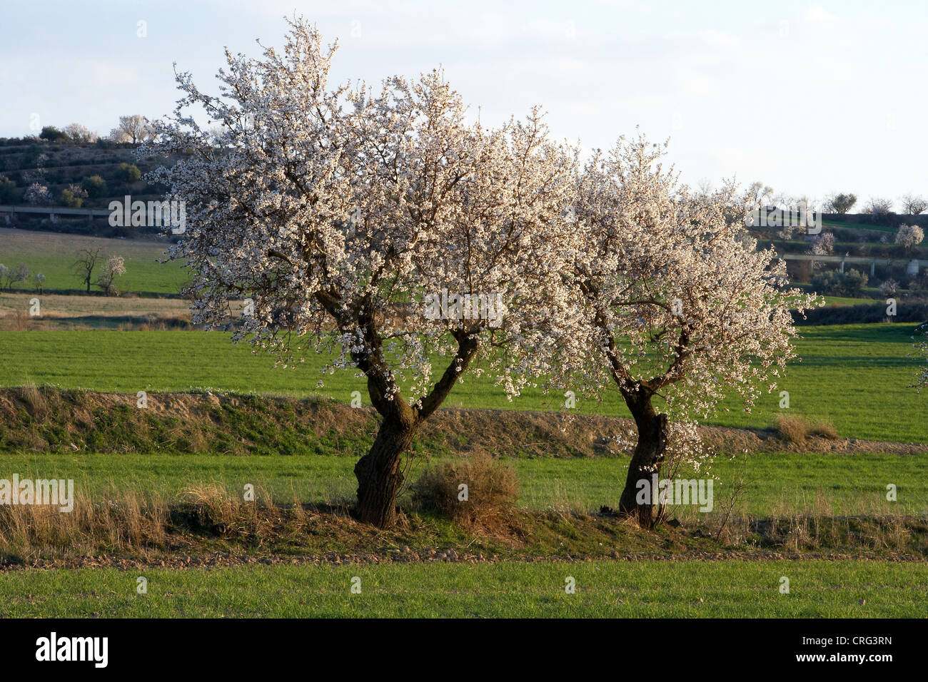 Almond trees with flowers in spring Stock Photo - Alamy