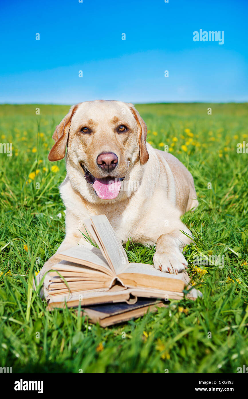 labrador dog reading a book Stock Photo - Alamy