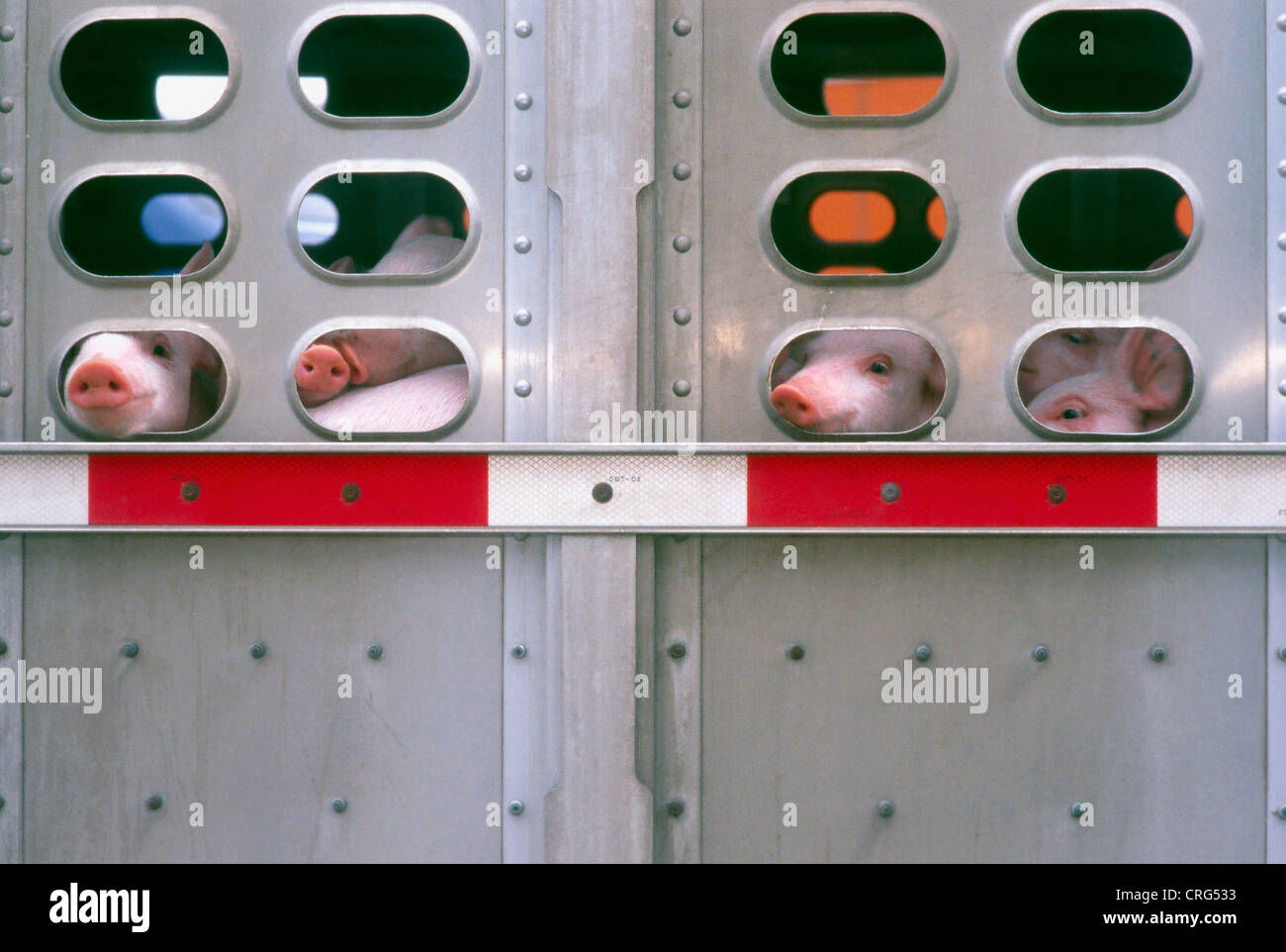 Pigs transport hi-res stock photography and images - Alamy