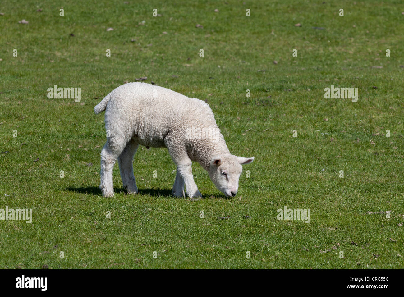 Romney sheep hi-res stock photography and images - Alamy