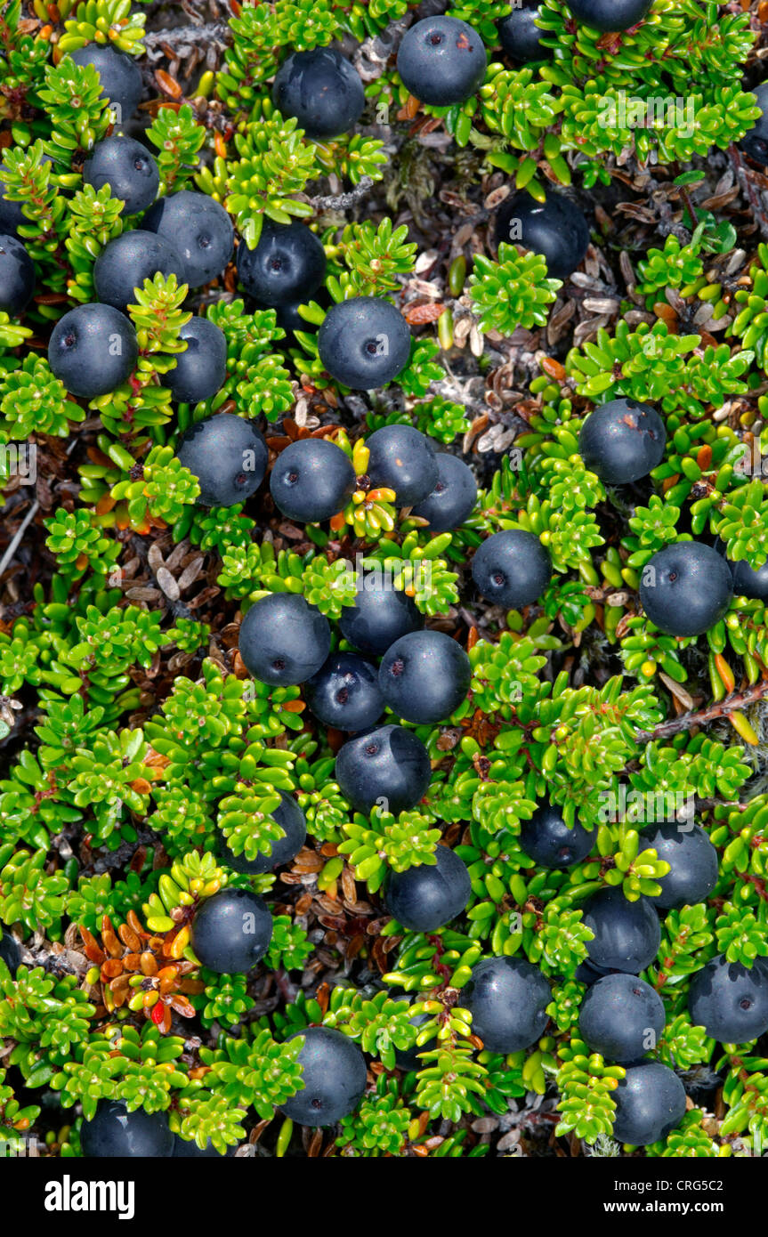 Empetraceae hi-res stock photography and images - Alamy