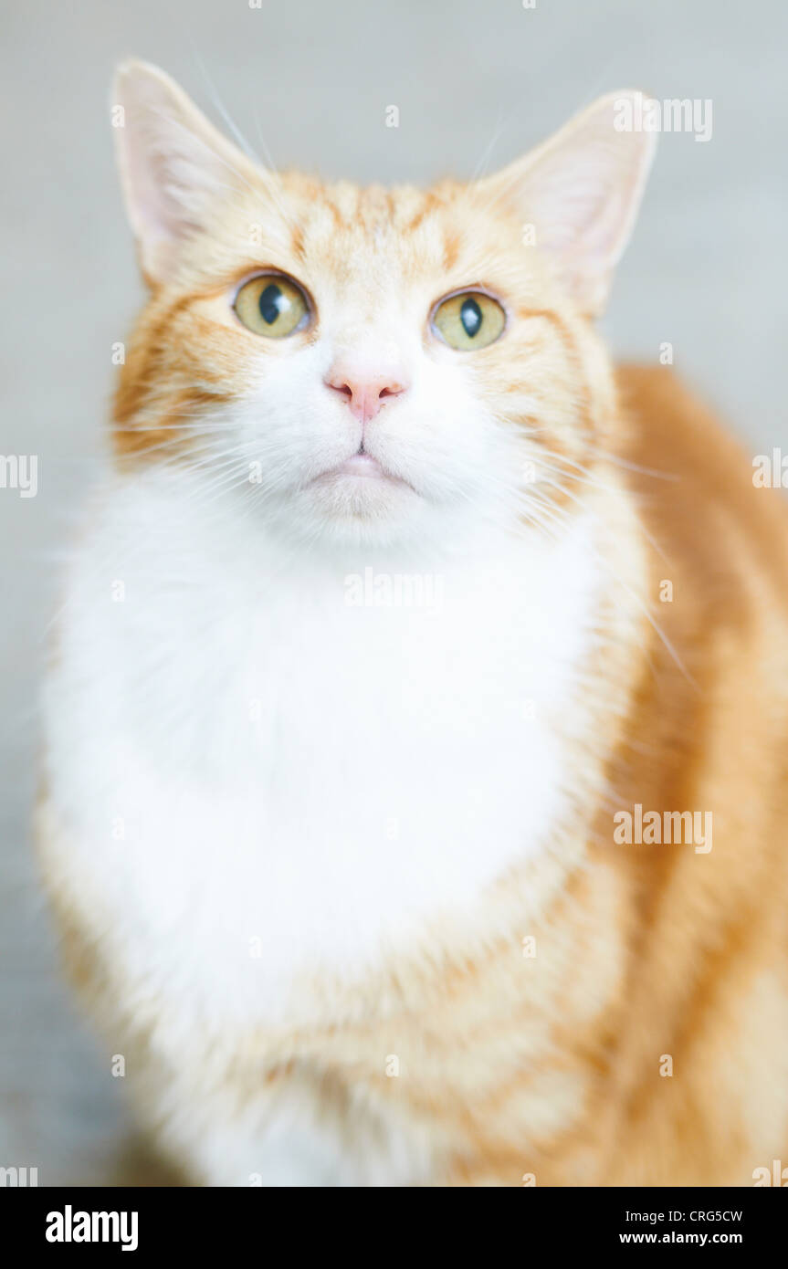 Face animals hi-res stock photography and images - Alamy