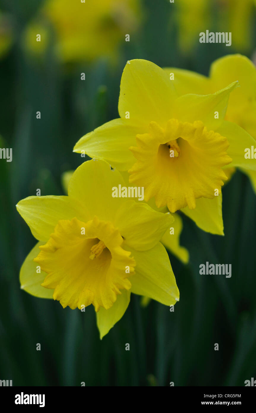 Trumpets daffodil hi-res stock photography and images - Alamy