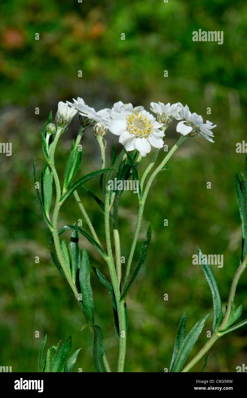 Achillea ptarmica meadow hi-res stock photography and images - Alamy