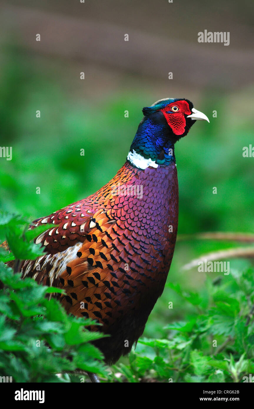 Pheasant uk hi-res stock photography and images - Alamy