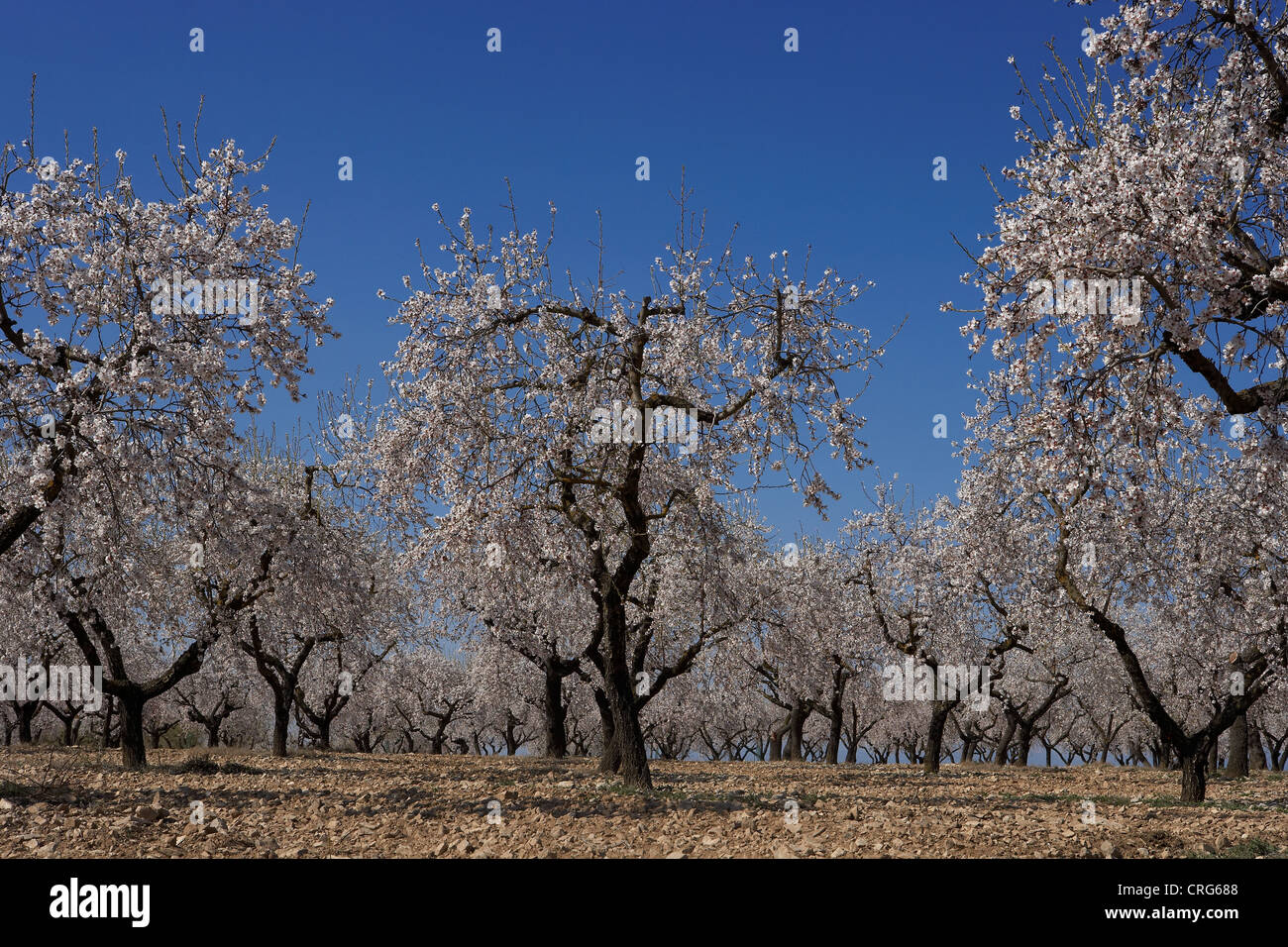Almond trees with flowers in spring Stock Photo - Alamy