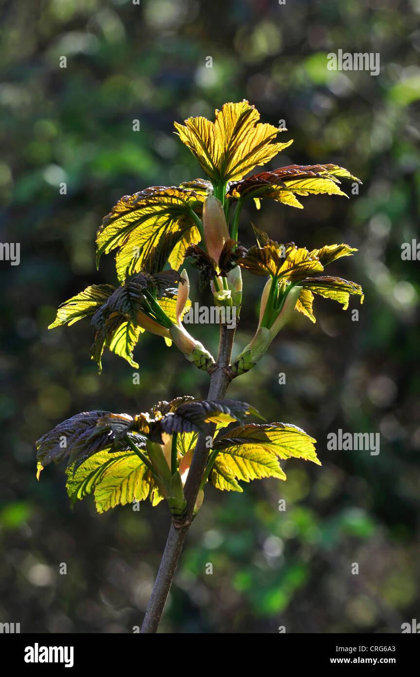 A sycamore twig just coming in to leaf in the Spring UK Stock Photo - Alamy
