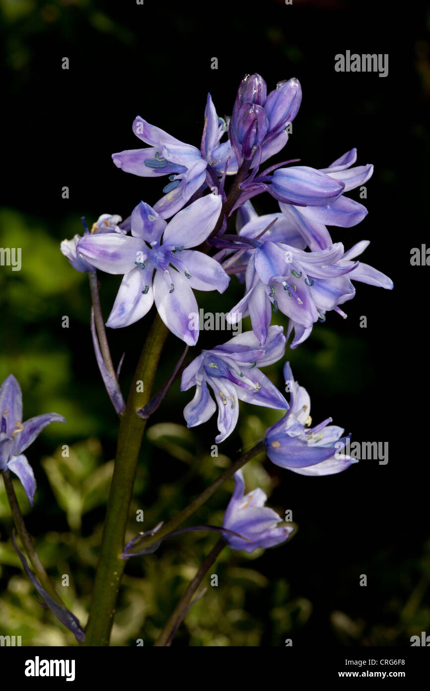 A Bluebell flower Stock Photo - Alamy