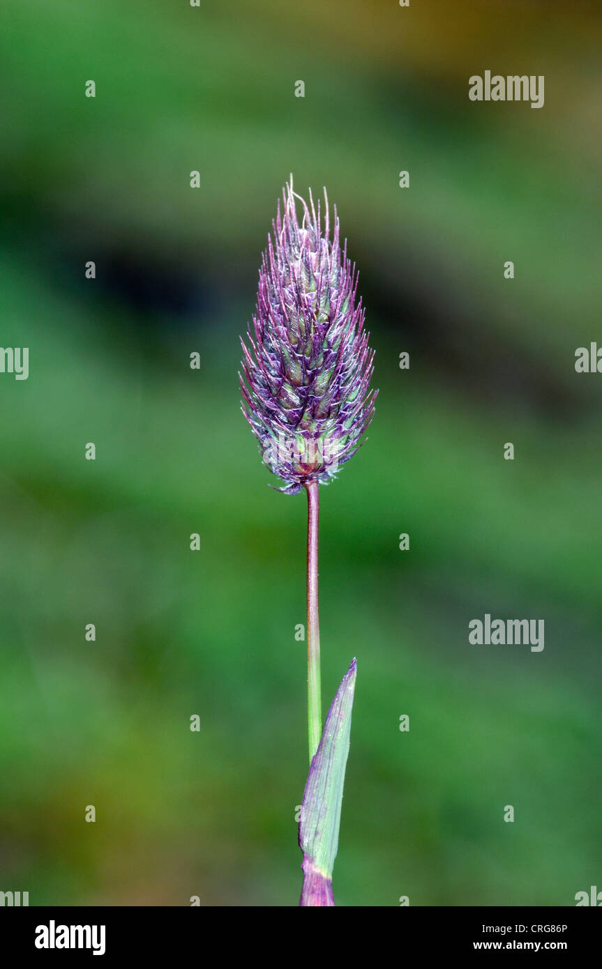 Alpine cats tail hi-res stock photography and images - Alamy