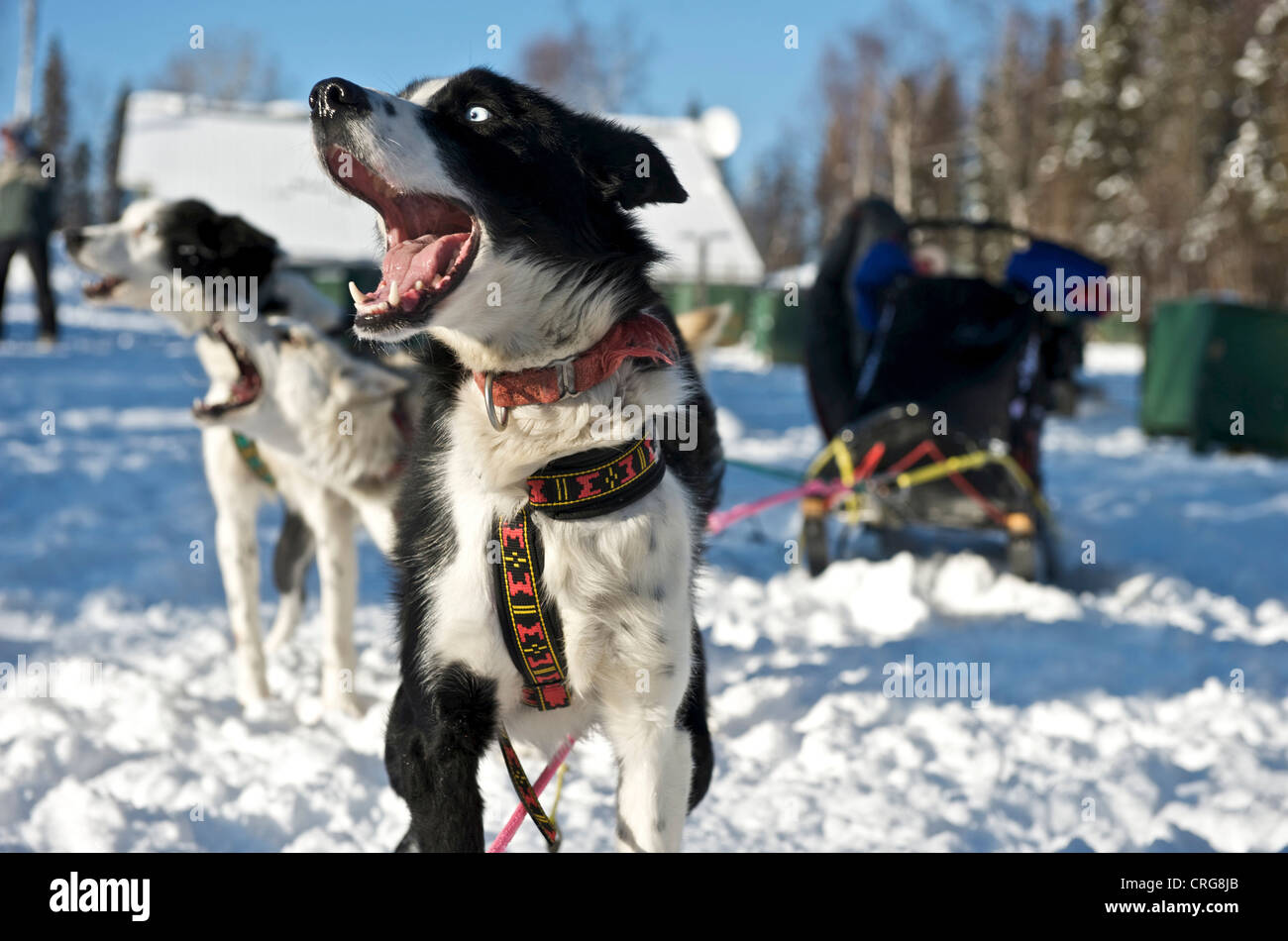 Iditarod musher dogs hi-res stock photography and images - Alamy