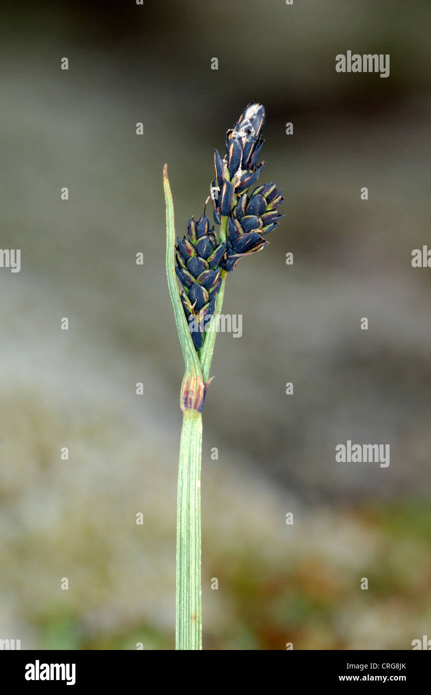 Stiff mountain sedge hi-res stock photography and images - Alamy