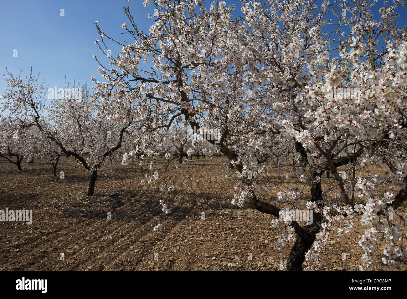 Almond trees with flowers in spring Stock Photo - Alamy