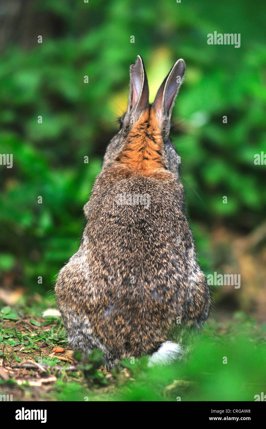 The back view of a rabbit UK Stock Photo - Alamy