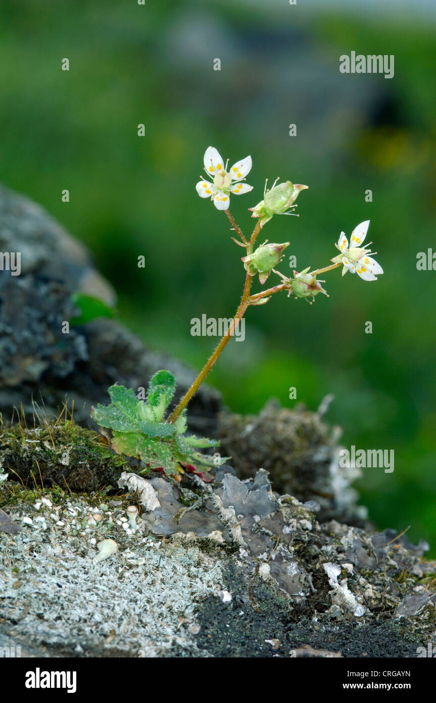 Water saxifrage hi-res stock photography and images - Alamy