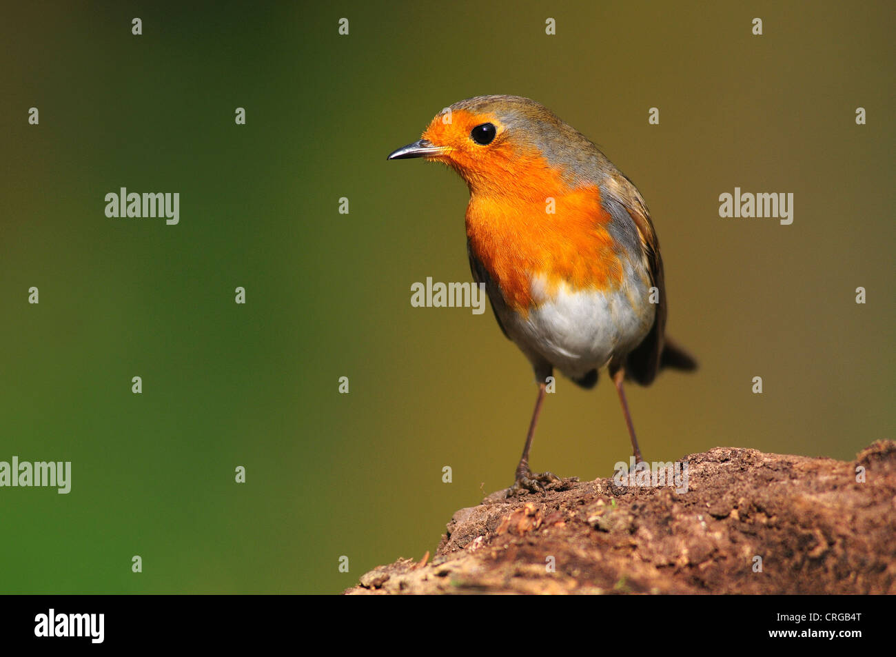 A cheeky robin on a log UK Stock Photo - Alamy