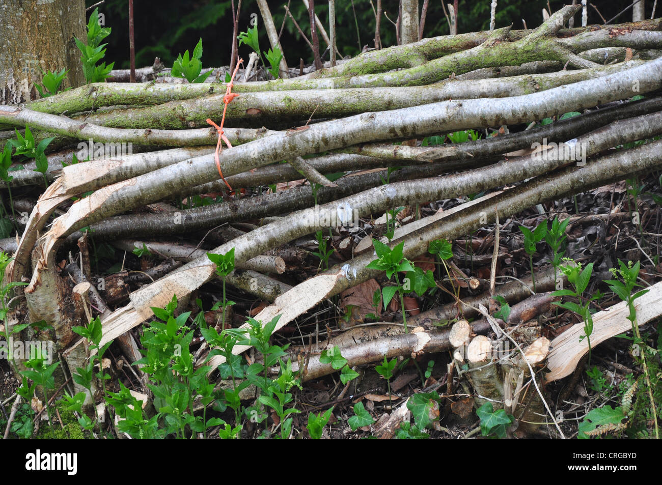 Hazel Hedge High Resolution Stock Photography and Images - Alamy