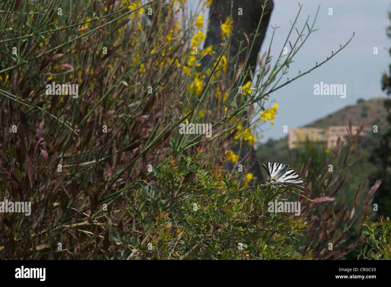 Spanish Swallowtail butterfly in Parc Guell Barcelona Stock Photo - Alamy