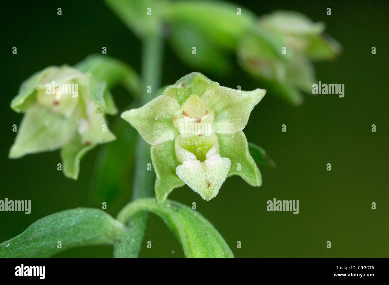 Pendent yellow green flowers hi-res stock photography and images - Alamy