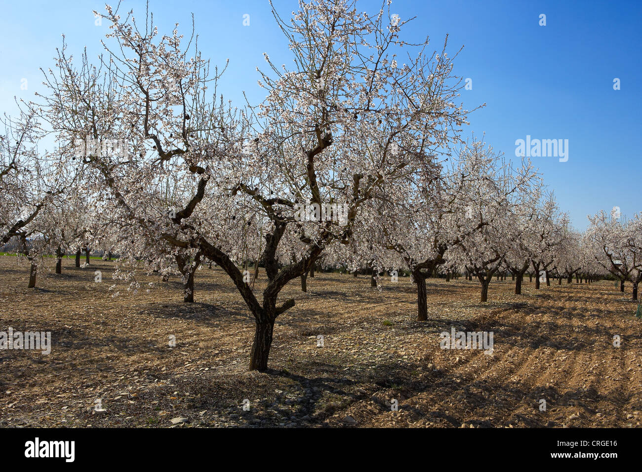 Almond trees with flowers in spring Stock Photo - Alamy