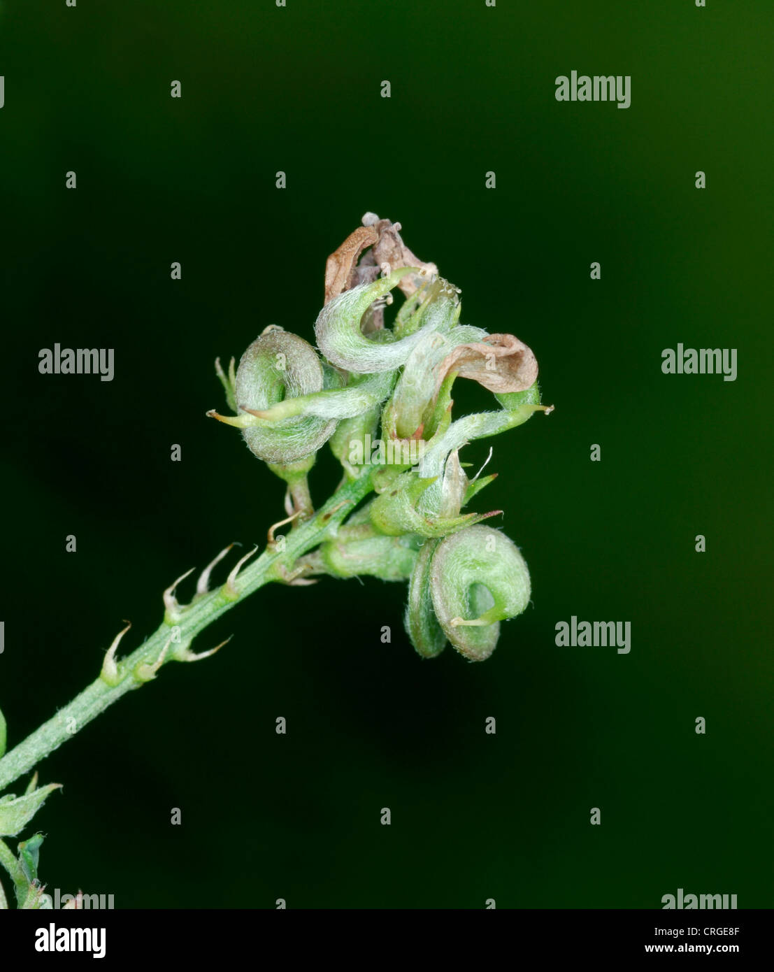 Lucerne Fruits Medicago sativa ssp. sativa (Fabaceae Stock Photo - Alamy