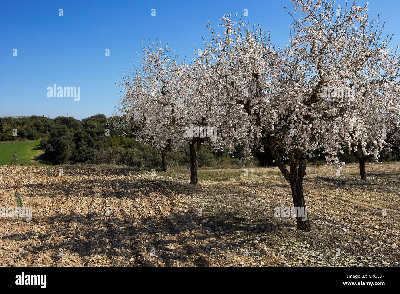 Almond trees with flowers in spring Stock Photo - Alamy