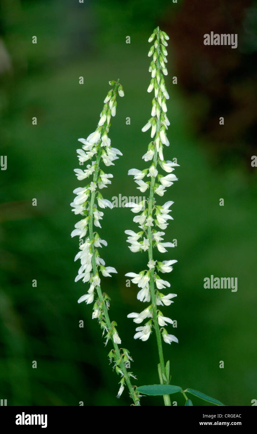 WHITE MELILOT Melilotus albus (Fabaceae Stock Photo - Alamy