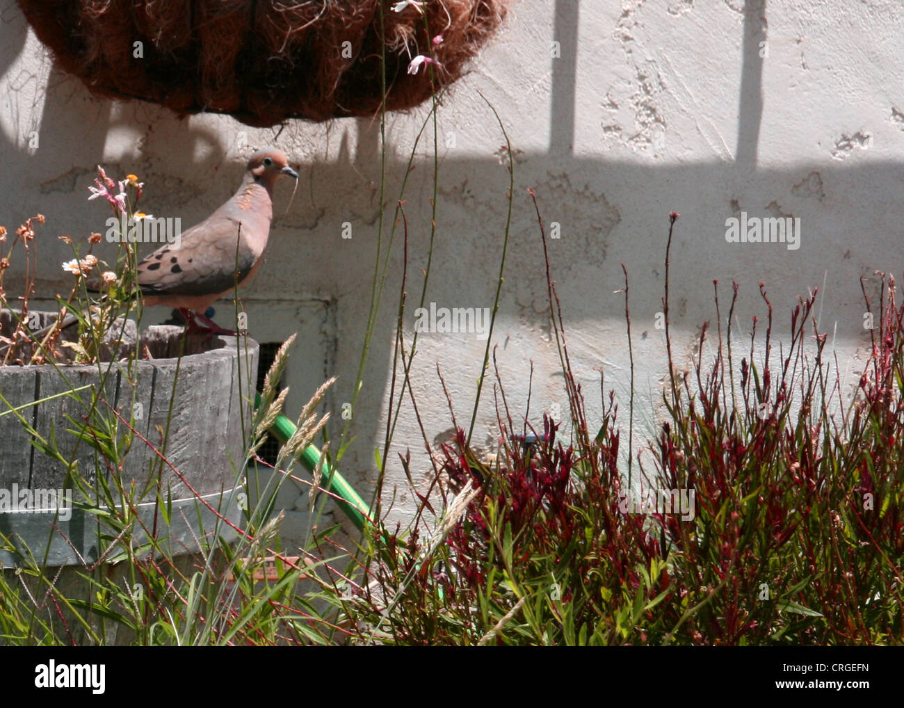 Afep pigeon hi-res stock photography and images - Alamy