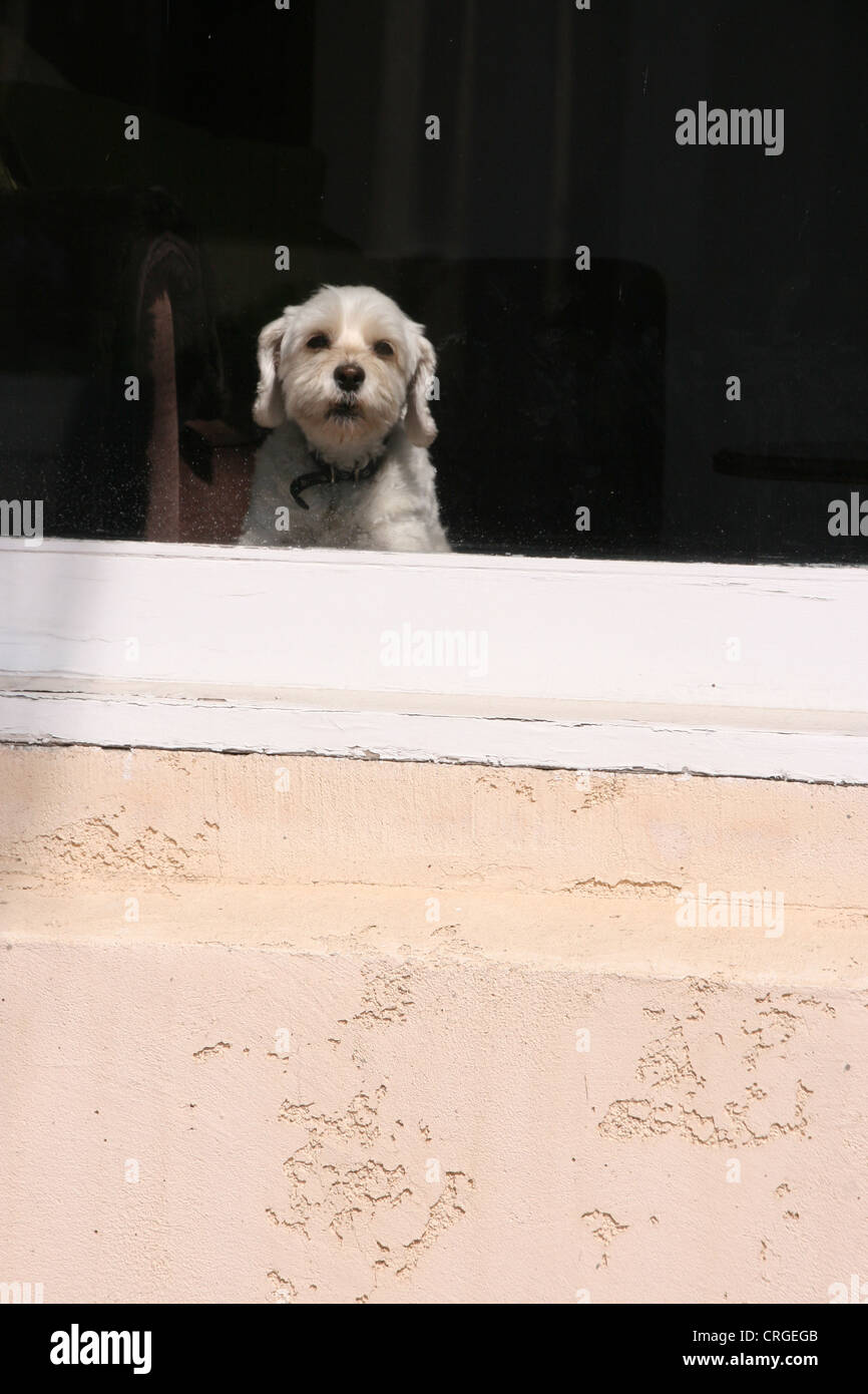 photo of a small dog behind glass in its livingroom Stock Photo - Alamy