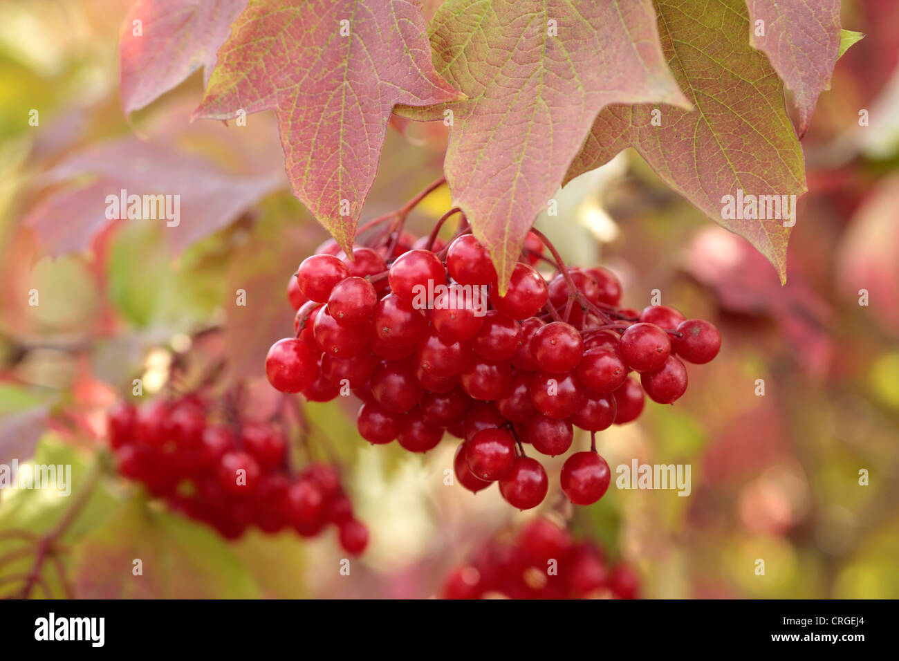 Berries autumn leaves guelder hi-res stock photography and images - Alamy
