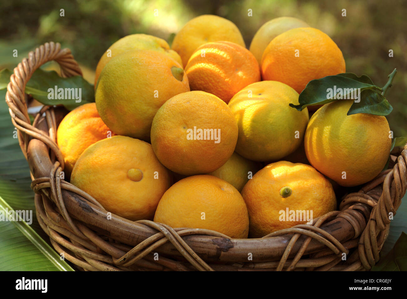 Basket of freshly picked oranges on the palm leaf Stock Photo - Alamy
