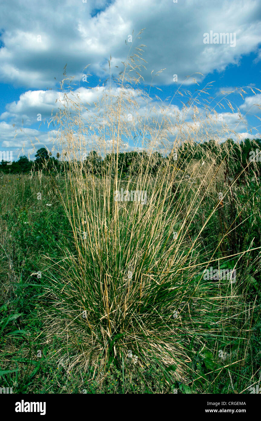 Tufted Hair Grass High Resolution Stock Photography and Images - Alamy