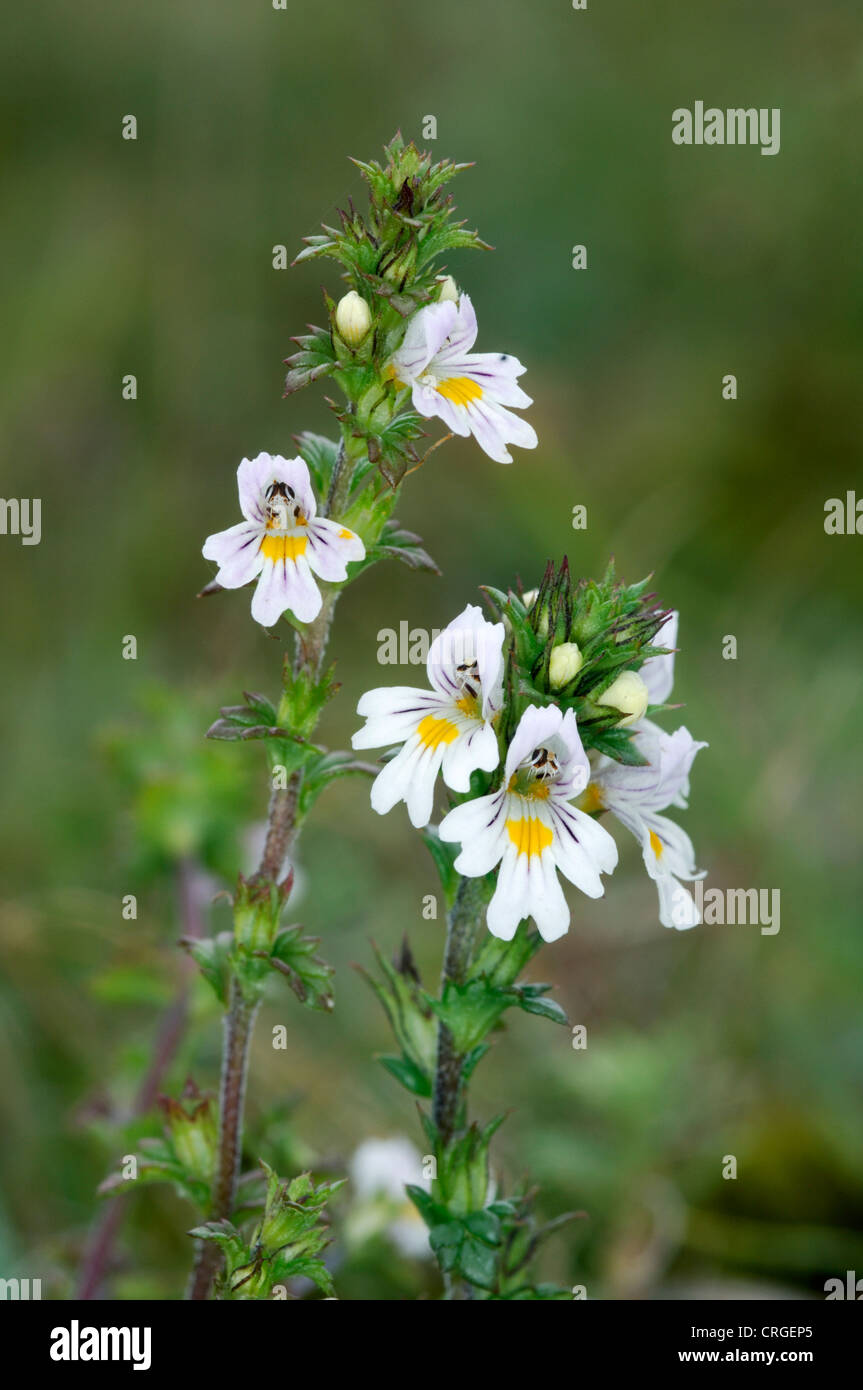 EYEBRIGHT Euphrasia officinalis agg. (Scrophulariaceae Stock Photo - Alamy