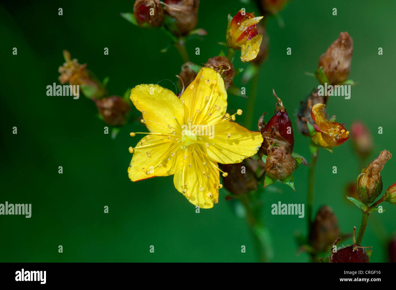 WAVY ST JOHN’S-WORT Hypericum undulatum (Clusiaceae Stock Photo - Alamy