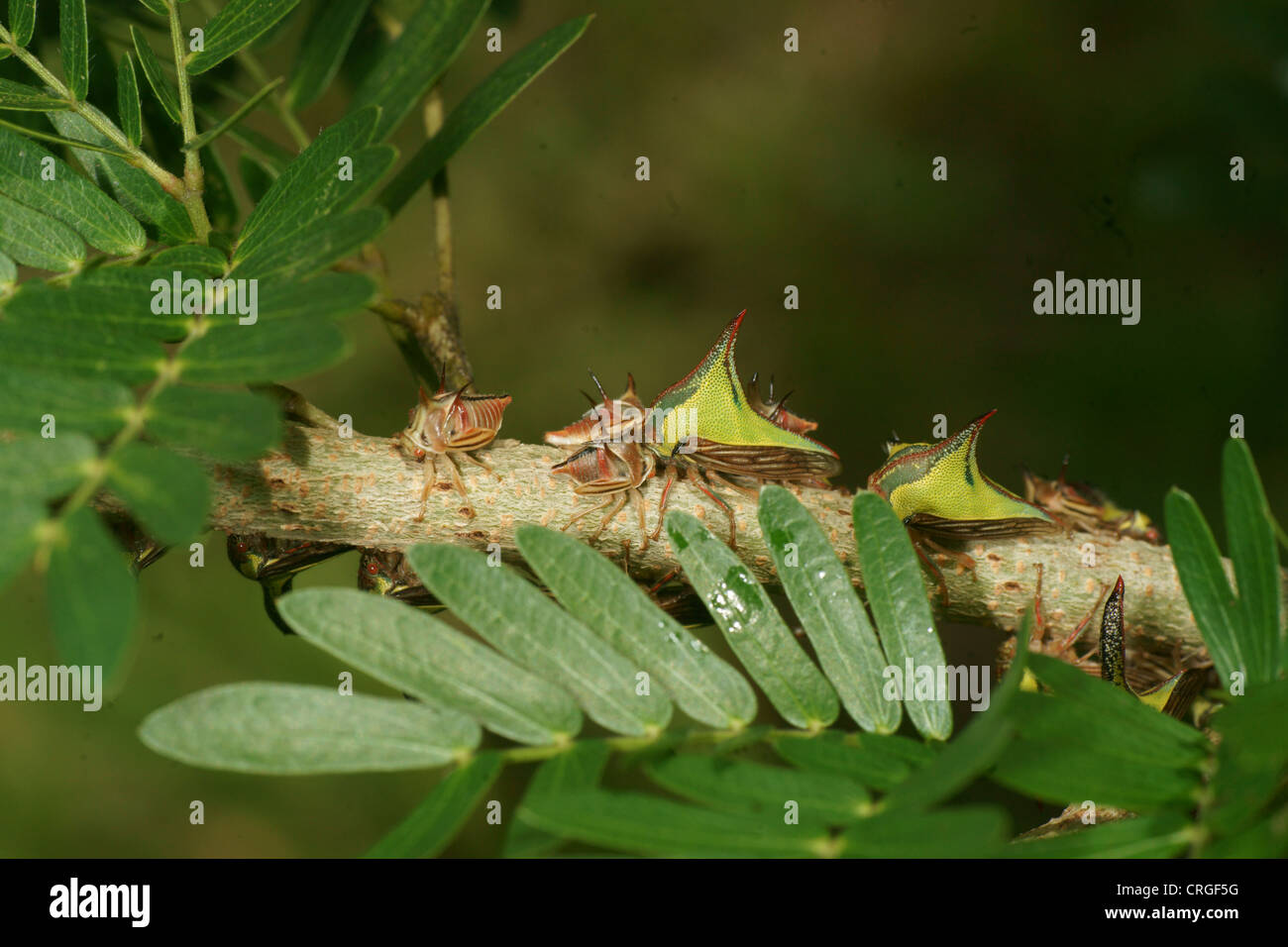 Thorn Tree hopper larvae, Umbonia crassicornis, imitates the thorns of ...