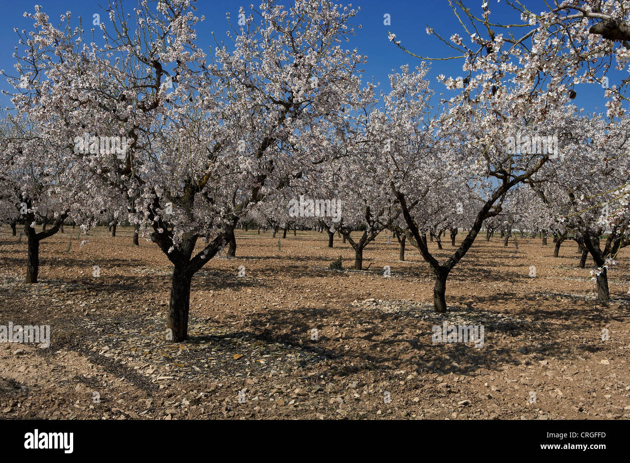 Almond trees with flowers in spring Stock Photo - Alamy