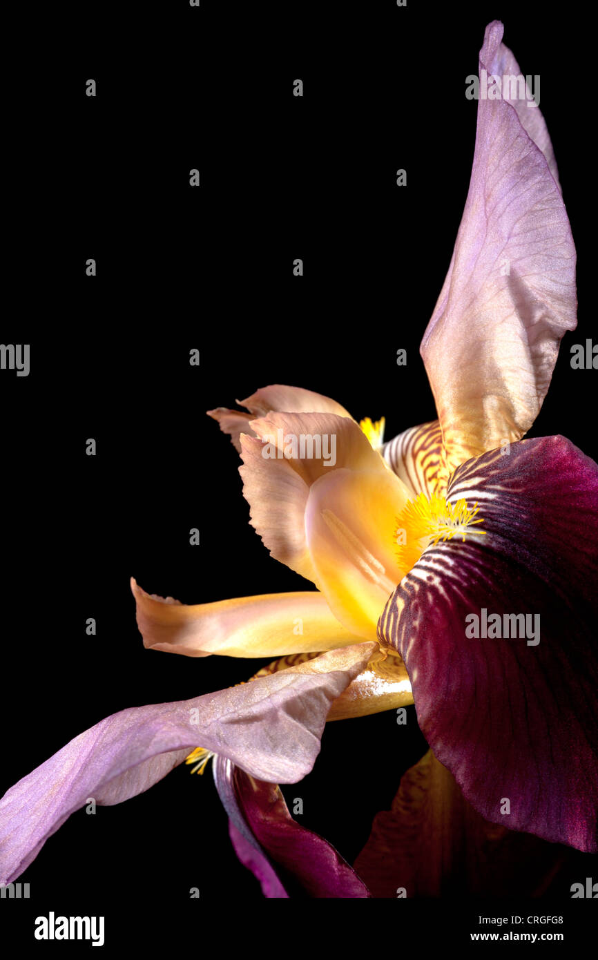 A close up of the side view of an iris Stock Photo - Alamy