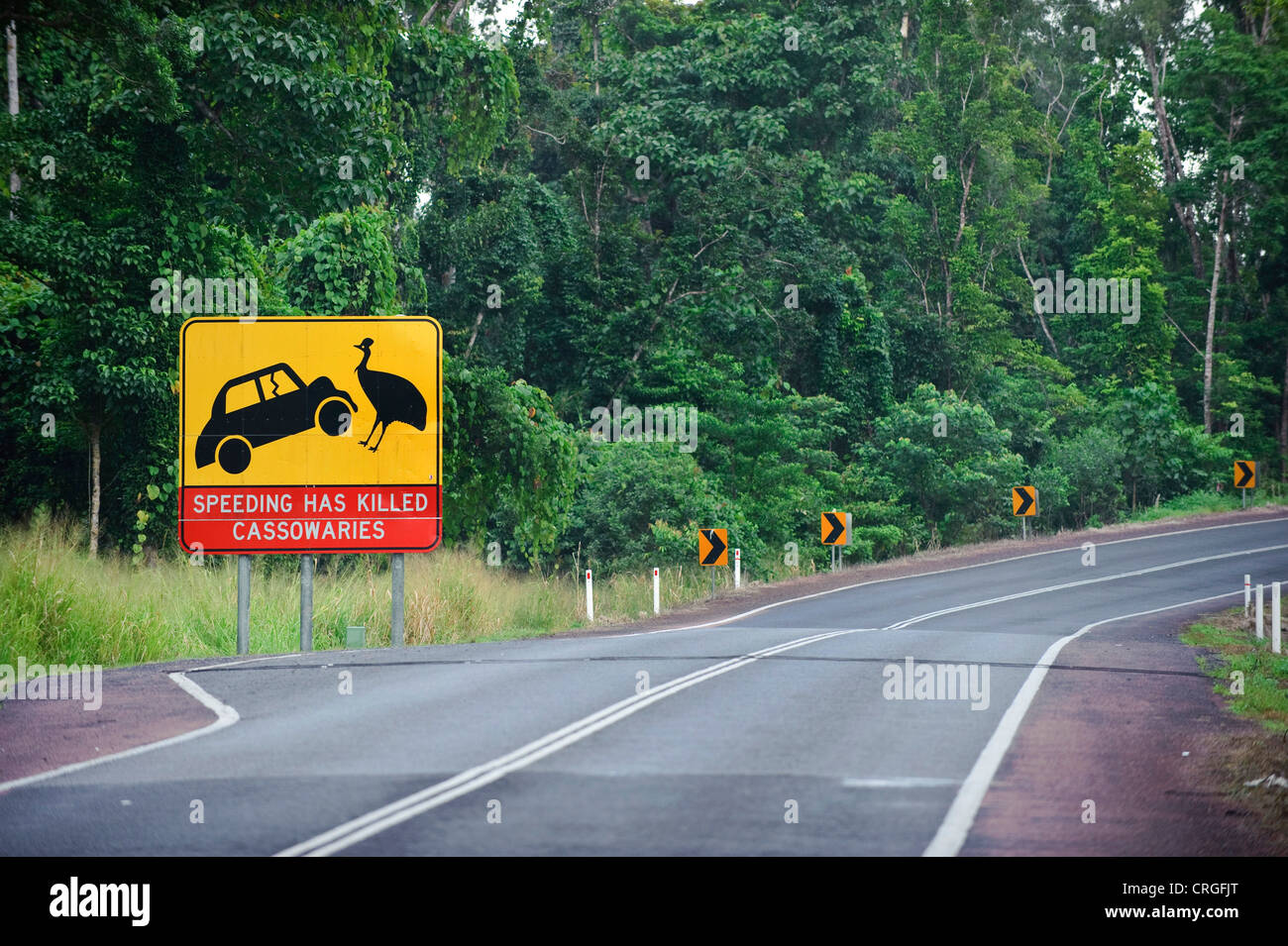 Southern Cassowary, Double-wattled Cassowary, Australian Cassowary, Two ...
