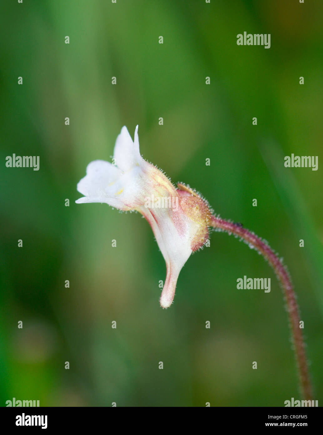 Carnivorous butterwort plant hi-res stock photography and images - Alamy