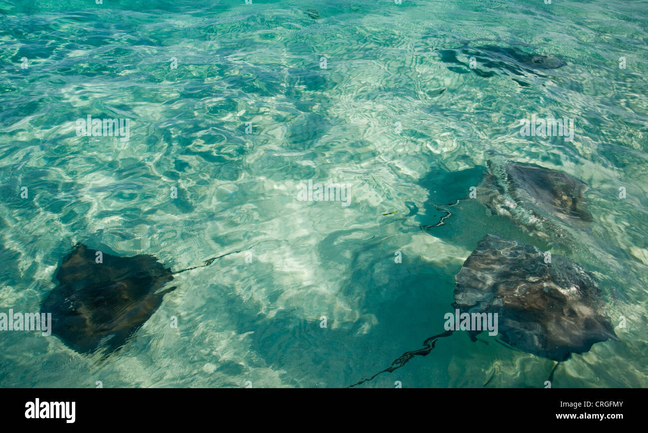 Stingray at Stingray City, Grand Cayman Stock Photo - Alamy