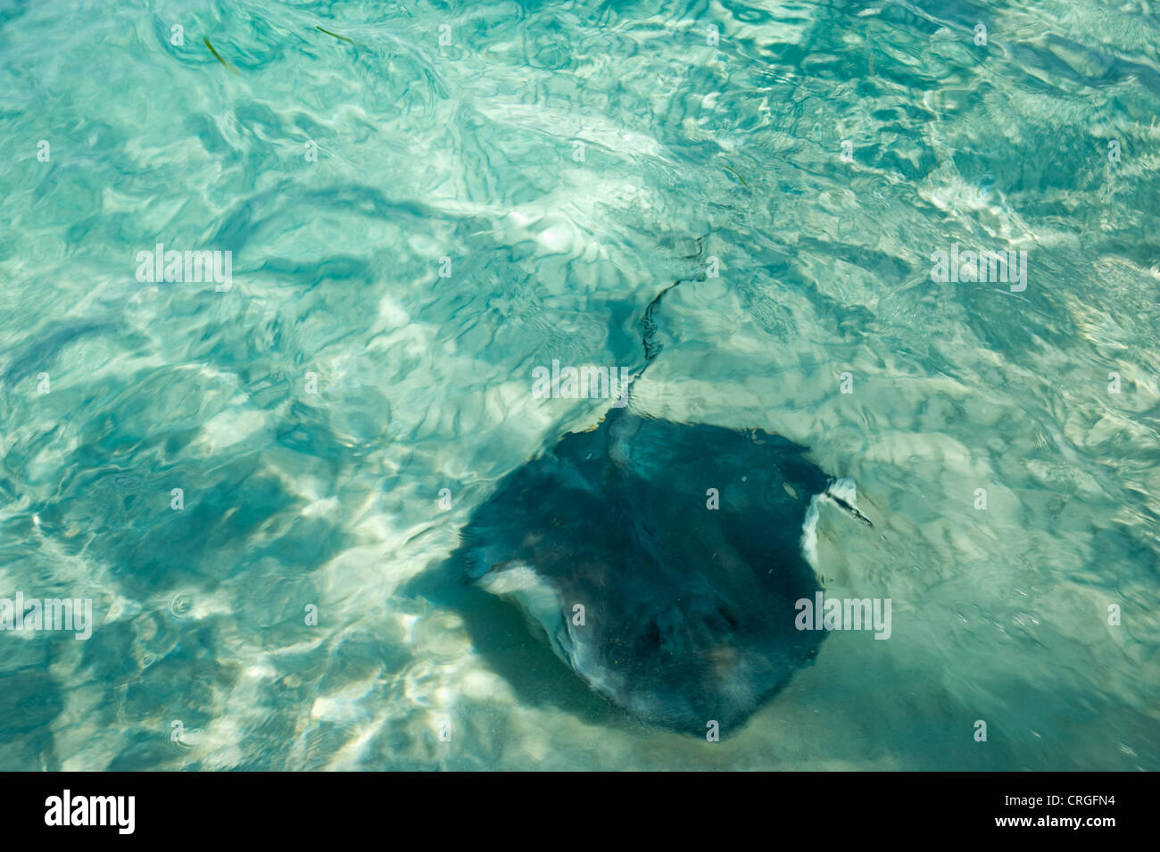 Stingray at Stingray City, Grand Cayman Stock Photo - Alamy