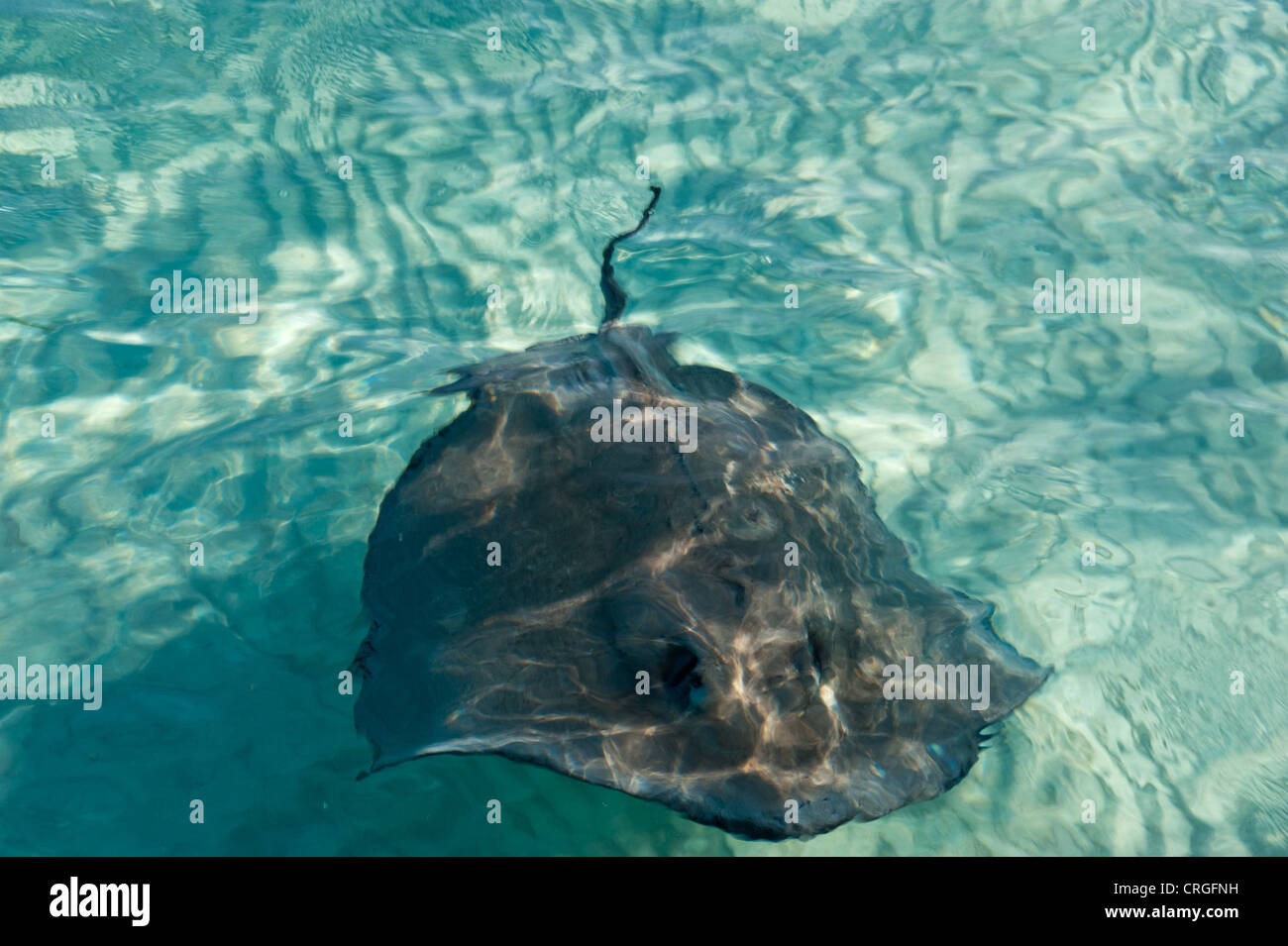 Stingray at Stingray City, Grand Cayman Stock Photo - Alamy