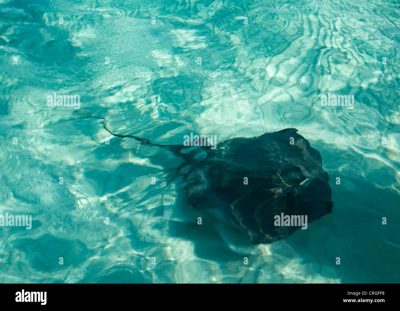 Stingray at Stingray City, Grand Cayman Stock Photo - Alamy